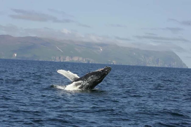 Whale Tour in Puerto Vallarta by Speedboat or Catamaran - Final Thoughts: Is This Tour for You?