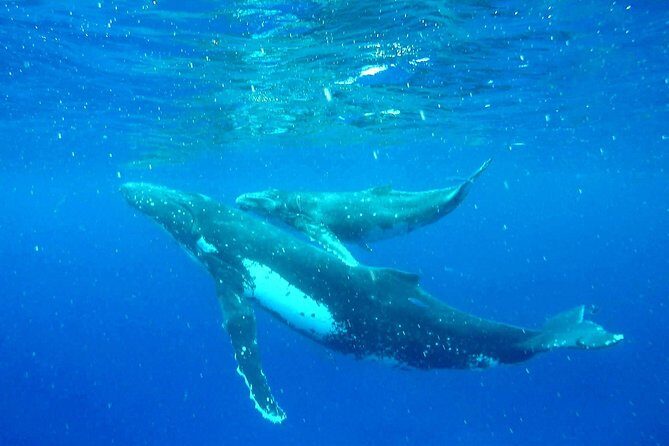 Whale Tour - Observe and swim with whales - An In-Depth Look at the Moorea Whale Tour