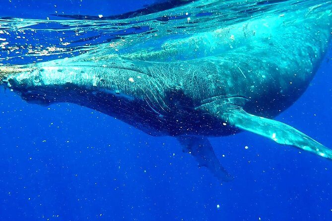 Whale Tour - Observe and swim with whales - Who Is This Tour Best Suited For?