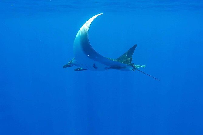 Whale Tour - Observe and swim with whales - Final Thoughts
