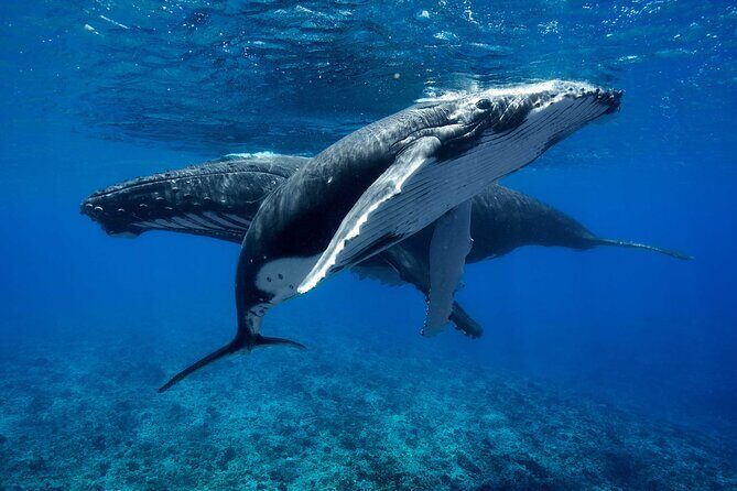 WHALE TOUR - Watching and Swimming with Whales - Who Should Consider This Tour?
