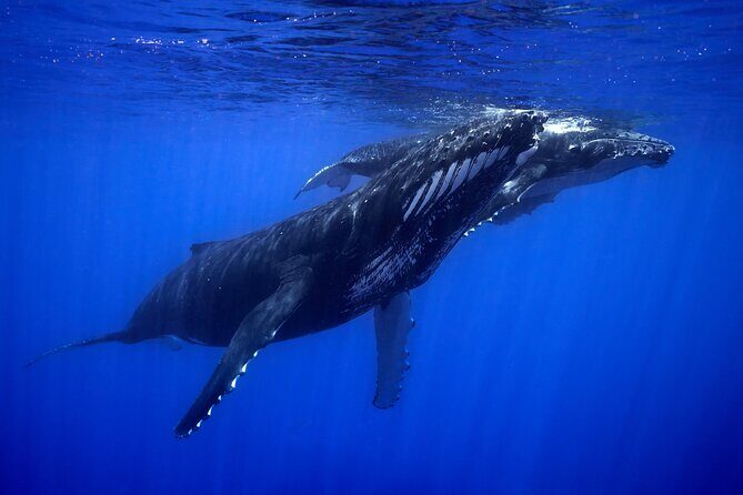 WHALE TOUR - Watching and Swimming with Whales - FAQ