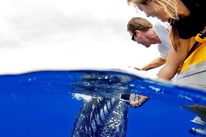 Whale Watch Adventure Aboard Maui's Only Luxury Super Raft - Why This Tour Offers Value