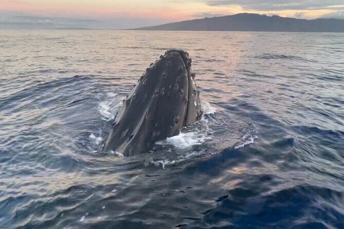 Whale Watch and Scenic Tour from Kayak - Wildlife Encounters and Scenic Highlights