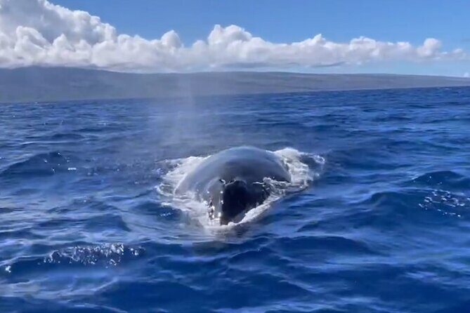 Whale Watch and Scenic Tour from Kayak - What’s Included and What to Bring