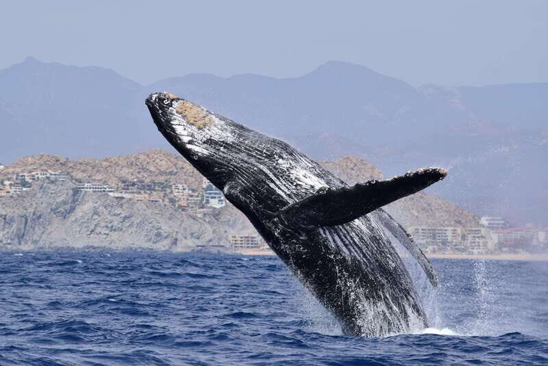 Whale Watch Cabo: Group Whale Watching Tour - FREE photos - Key Points