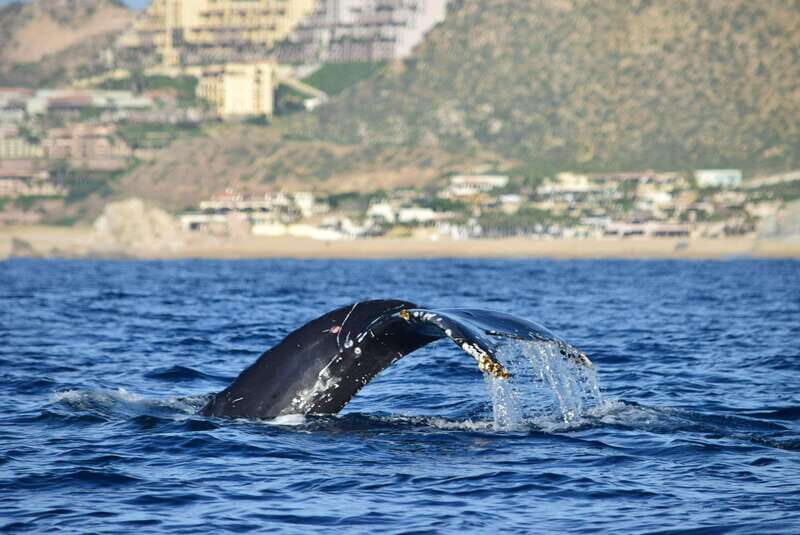 Whale Watch Cabo: Group Whale Watching Tour - FREE photos - An In-Depth Look at the Experience