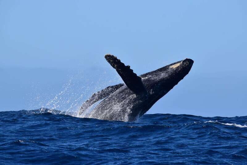 Whale Watch Cabo: Group Whale Watching Tour - FREE photos - The Sum Up: Is It Worth It?