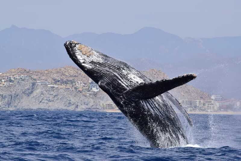 Whale Watch Cabo: Group Whale Watching Tour - FREE photos - FAQ