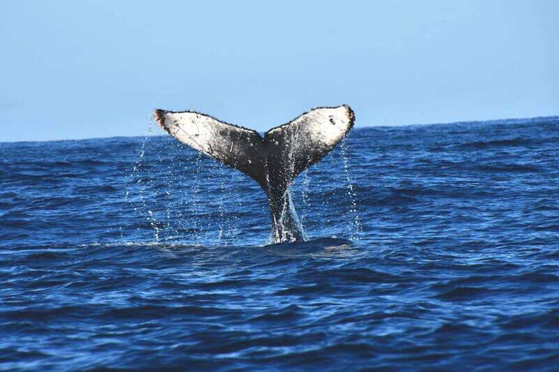 Whale Watch Cabo: Zodiac Whale Adventure - FREE Photos - Setting the Scene: What to Expect on This Zodiac Whale Adventure