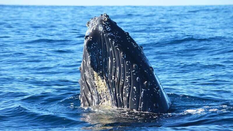 Whale Watch Cabo: Zodiac Whale Adventure - FREE Photos - Small Group Experience in a Nature-Focused Setting