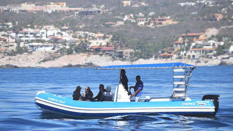 Whale Watch Cabo: Zodiac Whale Adventure - FREE Photos - The Photos: Including Them Is a Big Bonus