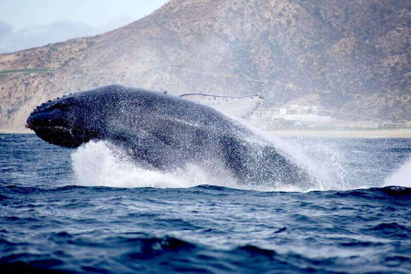 Whale Watch Cabo: Zodiac Whale Adventure - FREE Photos - The Guarantee and Flexibility