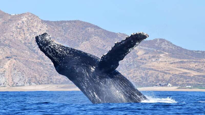 Whale Watch Cabo: Zodiac Whale Adventure - FREE Photos - Who Should Consider This Tour?