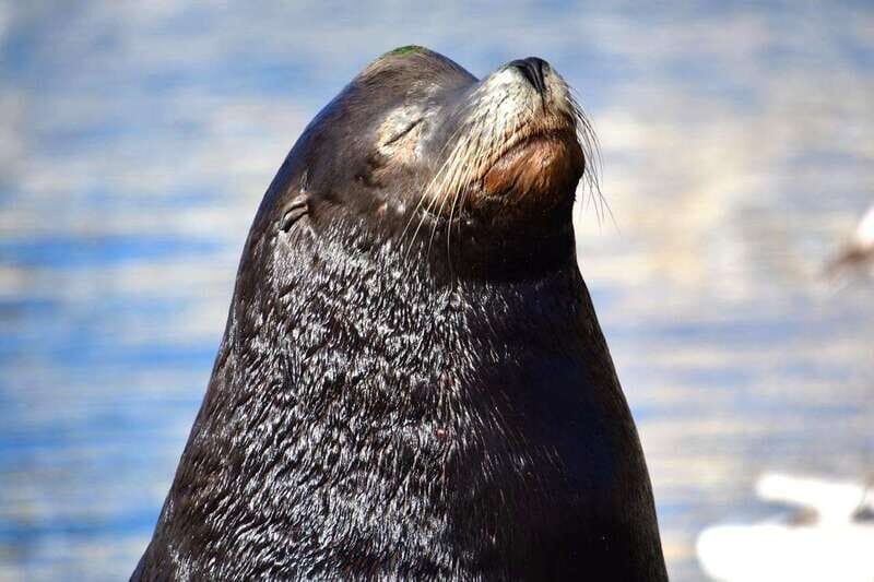 Whale Watch Cabo: Zodiac Whale Adventure - FREE Photos - FAQs