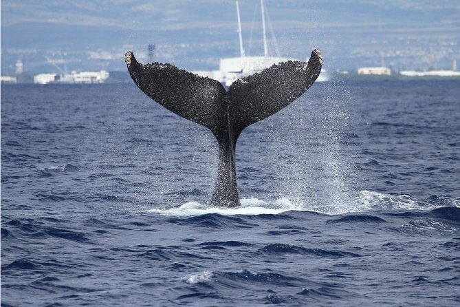Whale Watch Cruise Aboard The Majestic by Atlantis Cruises - What to Expect on Your Whale Watching Adventure
