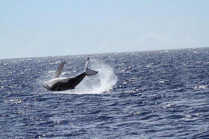 Whale Watch Cruise Aboard The Majestic by Atlantis Cruises - The Itinerary Breakdown: Whats Included and What to Expect