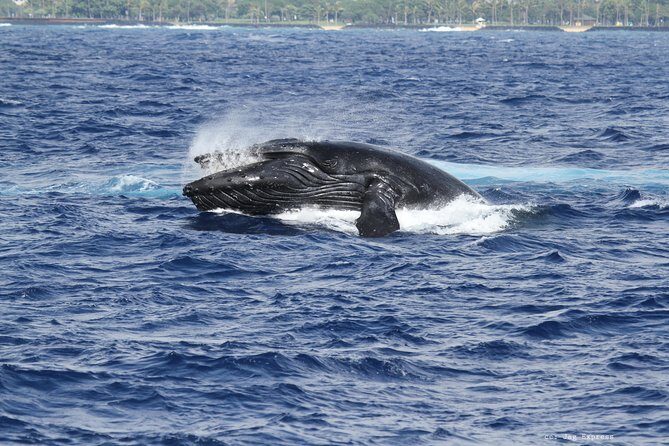 Whale Watch Cruise Aboard The Majestic by Atlantis Cruises - Who Is This Tour Best For?