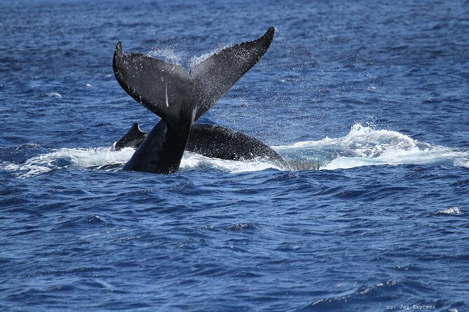 Whale Watch Cruise Aboard The Majestic by Atlantis Cruises - FAQ