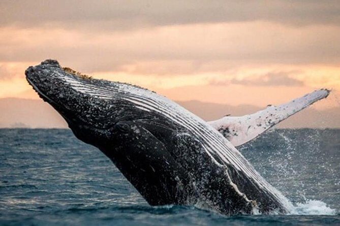 Whale Watch, Dolphins, Turtles and Sightseeing Cruise - The Experience from Travelers’ Eyes