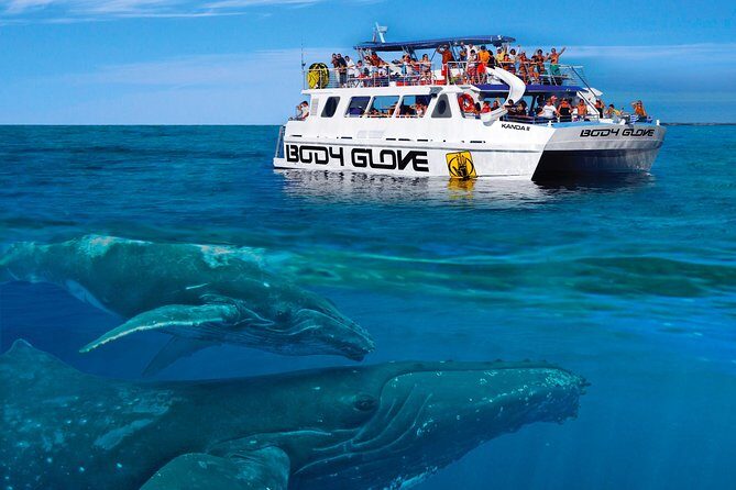 Whale Watch Excursion from the Big Island - Practical Details and Tips