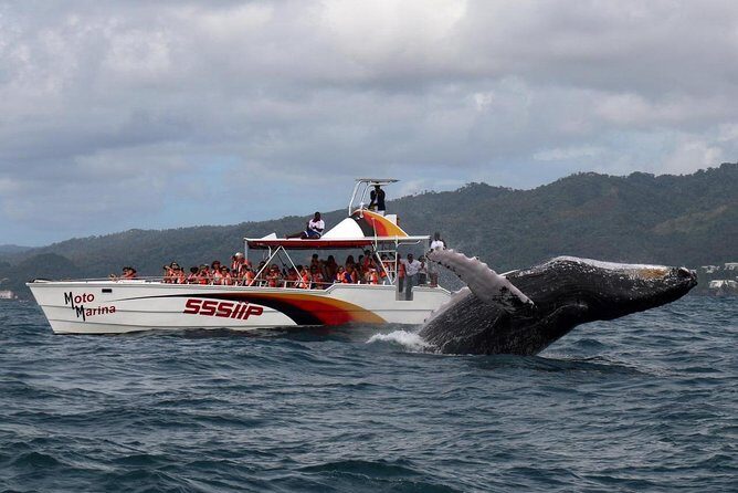 Whale watch tour from Santo Domingo with Bacardi Island and lunch included - Key Points