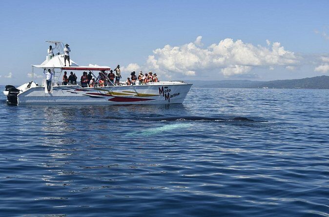 Whale watch tour from Santo Domingo with Bacardi Island and lunch included - Pricing and Value
