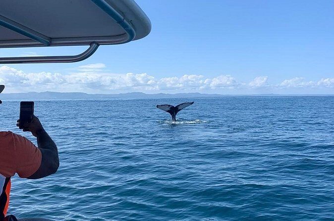 Whale watch tour from Santo Domingo with Bacardi Island and lunch included - Who Is This Tour Best For?