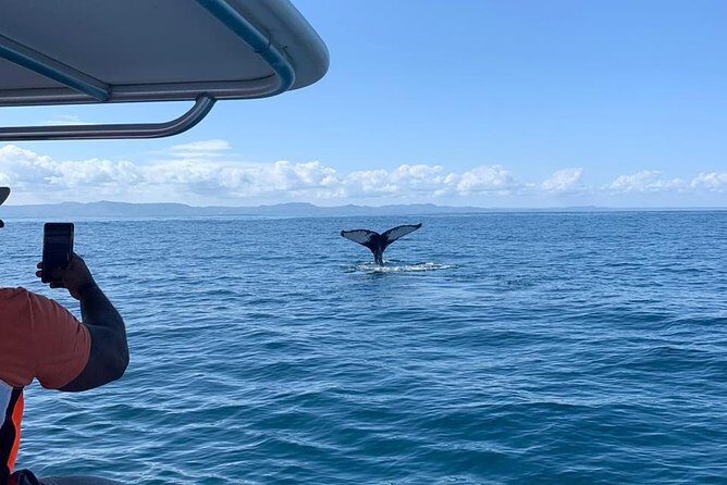 Whale watch tour from Santo Domingo with Bacardi Island and lunch included - The Sum Up: Is It Worth It?