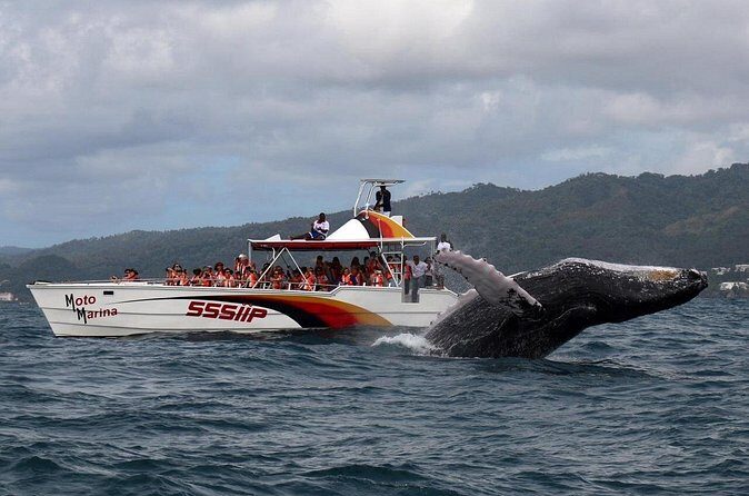 Whale watch tour from Santo Domingo with Bacardi Island and lunch included - FAQ