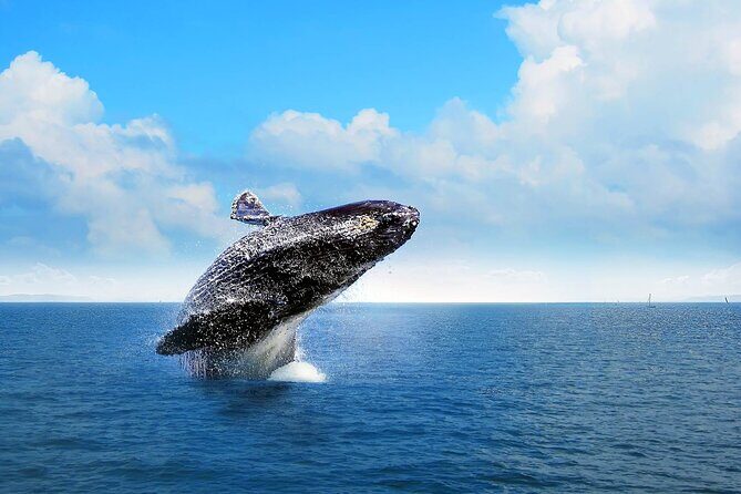 Whale Watching 2026 from Punta Cana - Full Day - Discover the Magic of Whale Watching from Punta Cana
