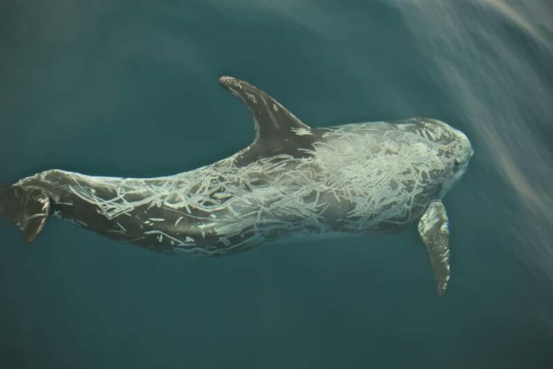 Whale watching - Key Points