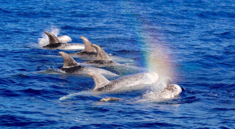 Whale watching - Diving Into the Details: What to Expect from the Whale Watching Tour in Fuerteventura