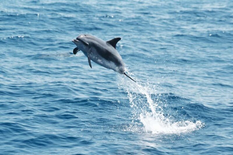 Whale watching - Final Words