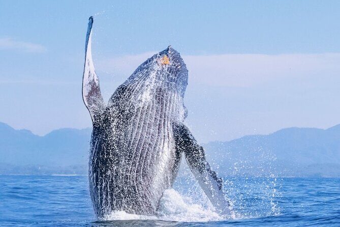 Whale Watching - Key Points