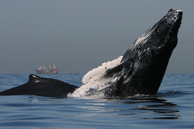 Whale Watching - Value and Booking Considerations