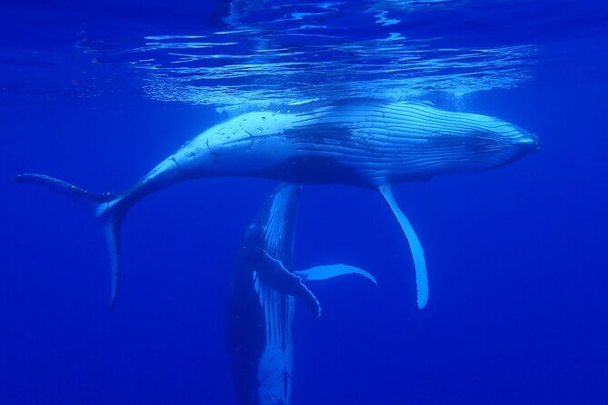 Whale watching 6 people half day - What to Expect From the Tour