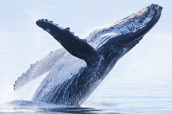 Whale watching 6 people half day - Review Insights and Real Experiences