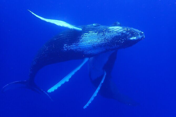 Whale watching 6 people half day - Practical Details