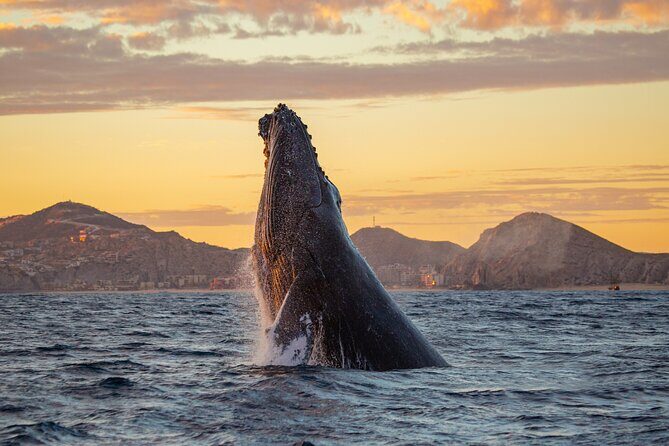 Whale Watching a Majestic Cabo Experience - Key Points