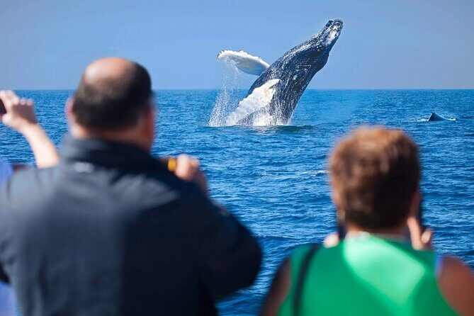 Whale Watching a Majestic Cabo Experience - An In-Depth Look at the Whale Watching Experience in Cabo