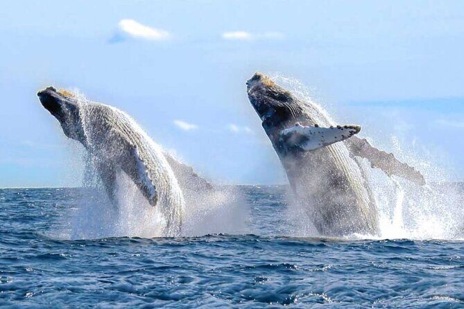 Whale Watching a Majestic Cabo Experience - The Sum Up