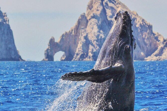 Whale Watching a Majestic Cabo Experience - FAQs