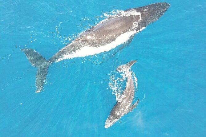 Whale Watching Activity - The Marine Encounter: What Makes It Special