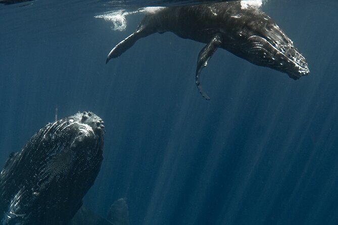 Whale Watching Activity - The Itinerary in Detail