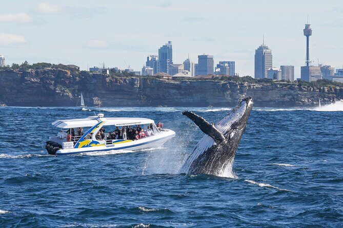 Whale Watching Adventure Cruise - Key Points