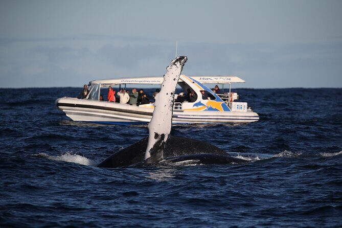 Whale Watching Adventure Cruise - Final Remarks: Is It Worth It?
