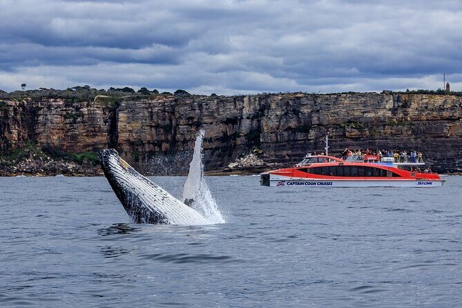 Whale Watching Adventure Cruise - FAQ