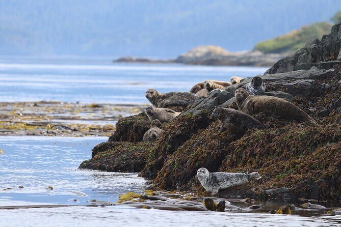 Whale Watching Adventure from Vancouver BC - An Authentic Vancouver Coastline Experience