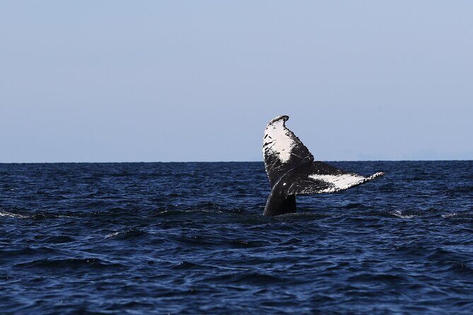 Whale Watching Adventure from Vancouver BC - The Guided Experience and Wildlife Spotting